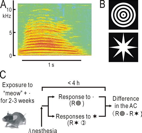 Methods For Visualizing Associative Auditory Responses A Spectrogram
