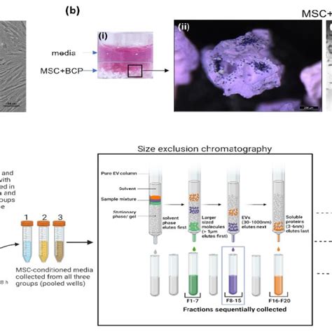 isolation of evs from bone marrow mesenchymal stromal cell msc