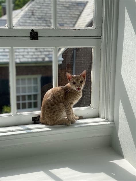 A Tiny Tiger Scrolller