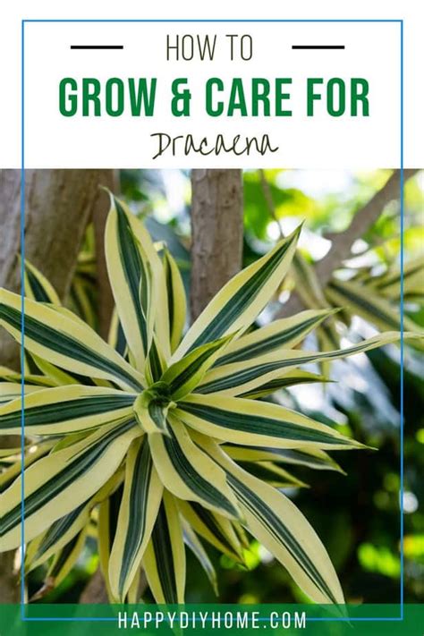 How To Grow And Care For Dracaena Happy Diy Home