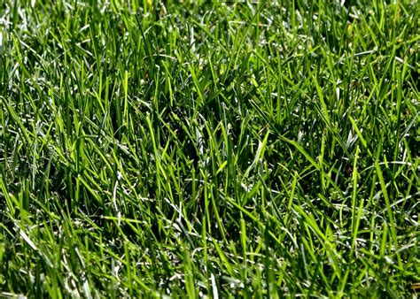Green Grass Texture