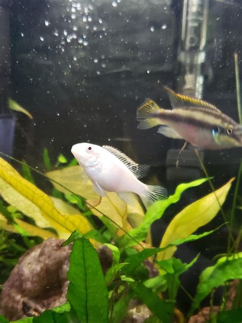 What Sex Are These Kribensis R Aquarium