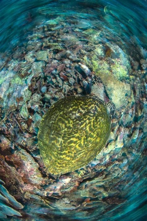 Gallery Kimbe Bay Papua New Guinea Australian Geographic