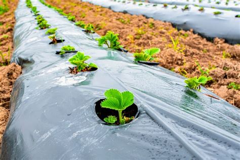 Nolts Plastic Mulch Layer