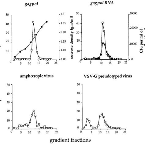 Rt Activity In Fractions From Equilibrium Sucrose Density Gradients