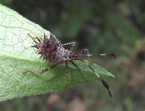Possible Reduviid Nymph Euthochtha Galeator Bugguide Net