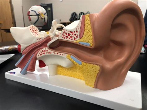 Ear Diagram Quizlet