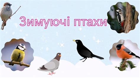 Ознайомлення з природним довкіллям Зимуючі птахи Youtube