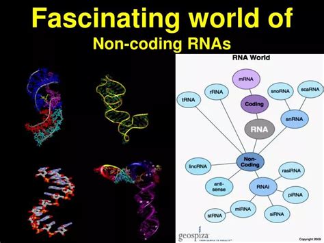 PPT Fascinating World Of Non Coding RNAs PowerPoint Presentation ID