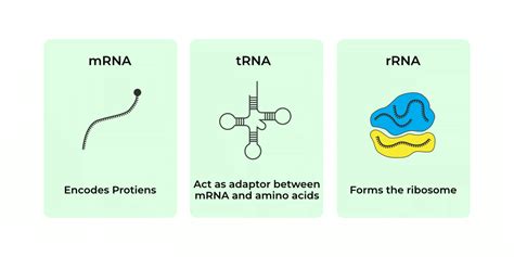 Simple Definition Of Rna Hot Sale Dakora Co