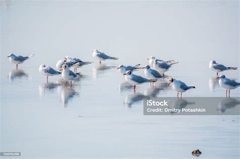 갈매기의 무리 유럽의 청어 갈매기 조용한 호숫가에서 수영합니다 갈매기에 대한 스톡 사진 및 기타 이미지 갈매기 경관 관광 Istock