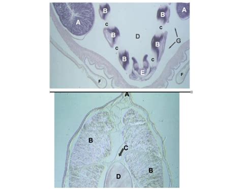 Subphylum Cephalochordata Close Up Quiz