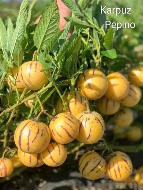 Best 13 Bisbul Atau Buah Mentega Artofit