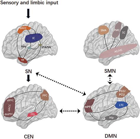 The Salience Network Sn Plays A Central Role In Switching Between The Download Scientific