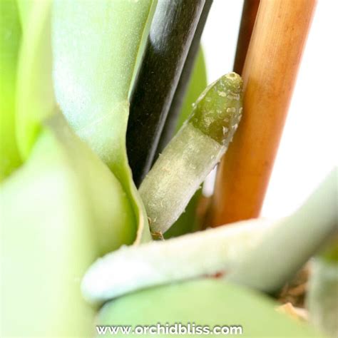 Propagating Orchids Keikis Orchid Bliss