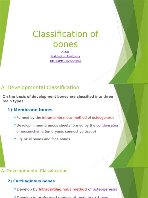 Anatomy Lec 4 Classification Of Bones 1 Pdf Bone Skeletal System