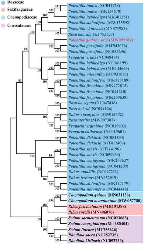 maximum likelihood phylogenomic tree based on 42 complete chloroplast