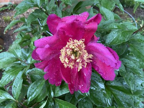 Drenched Wet Pink Flower In A Garden In Spring Stock Image Image Of