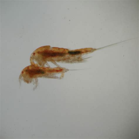 Marine Copepod Tigriopus Californicus Living Carolina Biological Supply