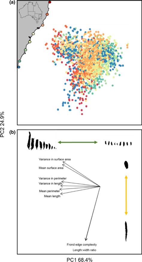 A Pca Visualizing The Morphological Variation Of Sargassum Spp For