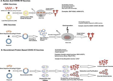 Nucleic Acid Vaccines Advantages Application And Examples Boc Sciences
