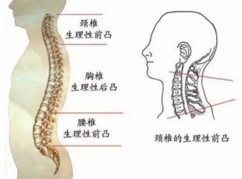 人的颈椎图 光 正常 大山谷图库