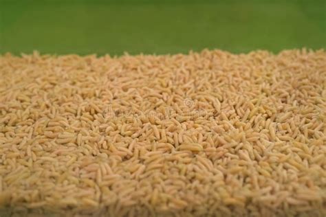 Fly Larvae For Experiments Stock Image Image Of Black Fishing