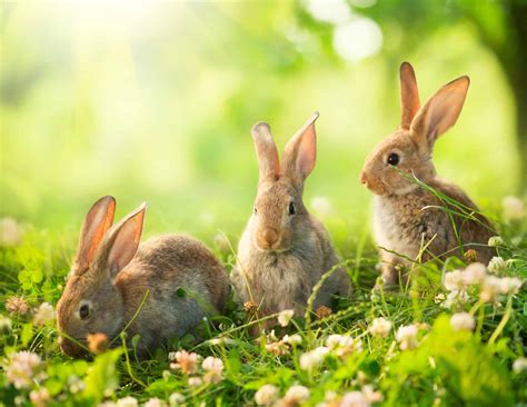 Rabbit Behaviors A Helpful Guide To Understanding Your Rabbit And 9