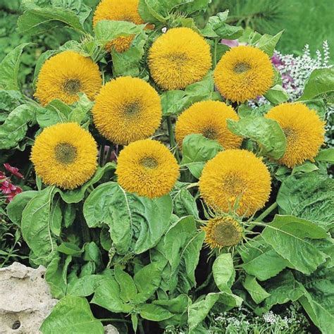 Teddy Bear Sunflower Teddy Bear Sunflower Seeds West Coast Seeds