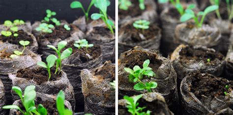 Seedlings SAS Does Seedlings