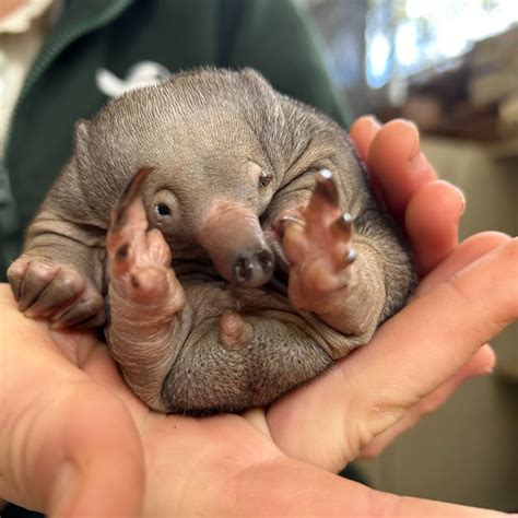 Welcoming Two Adorable Short Beaked Echidna Puggles Into The World Thanks To Successful