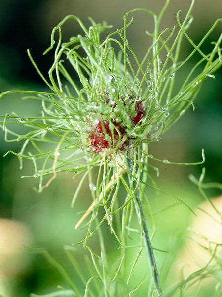 Allium Hair Oddly Attractive Plum Flower Heads