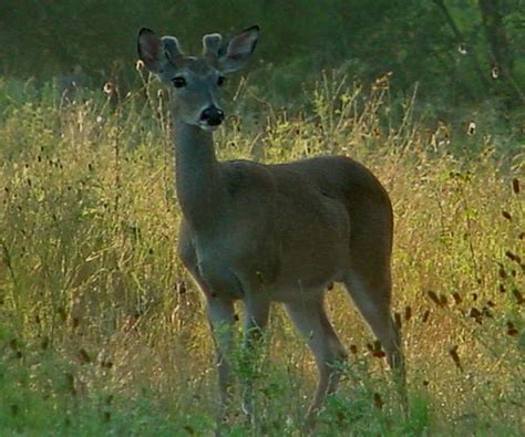When Do White Tailed Bucks Shed Their Antlers