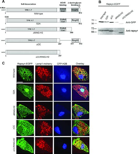 The Targeting Of Rapsyn To The Junctional Sites Between Lysosomal Download Scientific Diagram