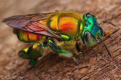 teenage mutant ninja orchid bees gil wizen