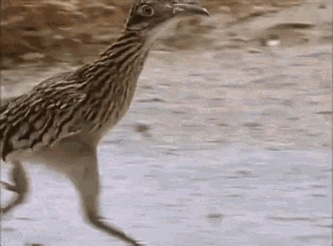 Road Runner Running 