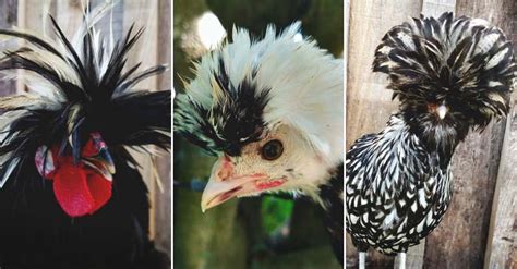 White Polish Chicken Eggs