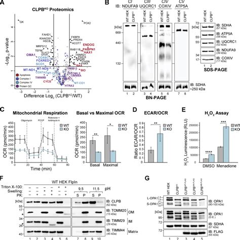 Loss Of Clpb Influences Mitochondrial Health A Mitochondria Were Download Scientific Diagram