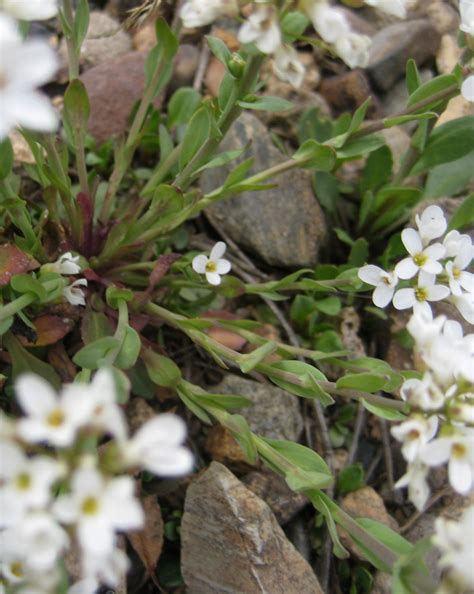 Youre My Candytuft Wild Food Girl