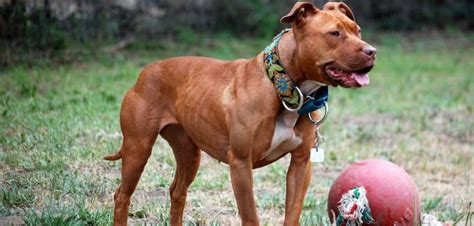 Red Nose Pitbull Everything You Need To Know Canines And Pups