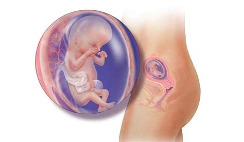 17 неделя беременности что происходит Ощущения женщины на 17 й неделе