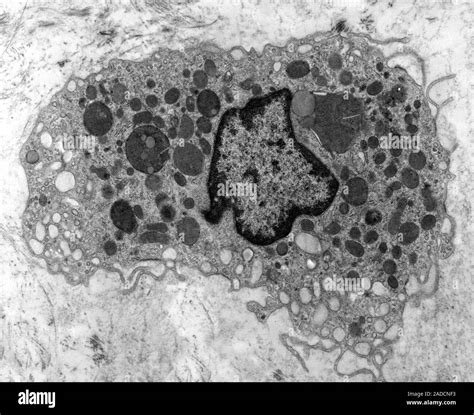 Macrophage Transmission Electron Micrograph Tem Of A Macrophage Cell