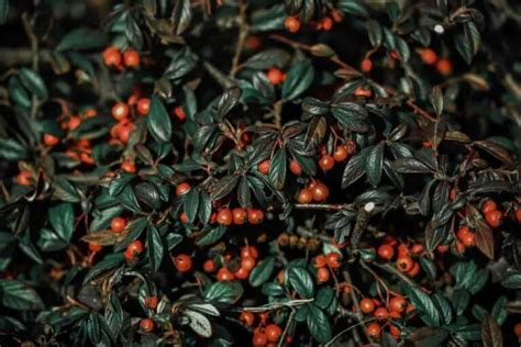 Types Of Cotoneasters In Variety