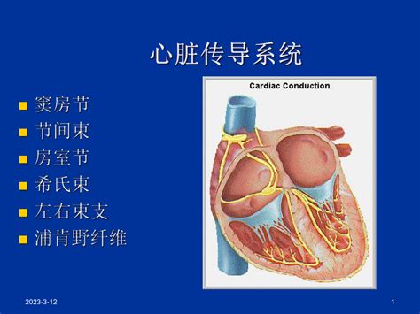 基本心电图课件
