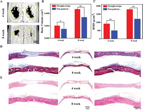 In Vivo Bone Regeneration Mediated By Cfopvdf‐trfe Electroactive Download Scientific Diagram