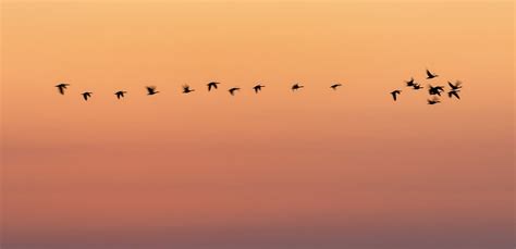 New Online Atlas Of Bird Migration Ogn Daily