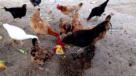 Comendo Cu Da Galinha Fdplearn