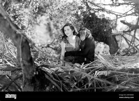 Tarzan And His Mate Us Maureen O Sullivan Cheeta Tarzan And His Mate Date Stock