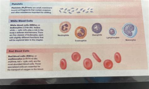 A P Lab Quiz Feb Th Post Lab Flashcards Quizlet