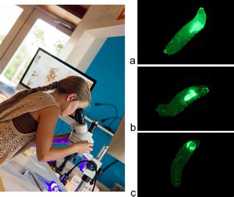NIGHTSEA And U Montana SpectrUM Discovery Area Growing With Neuroscience NIGHTSEA